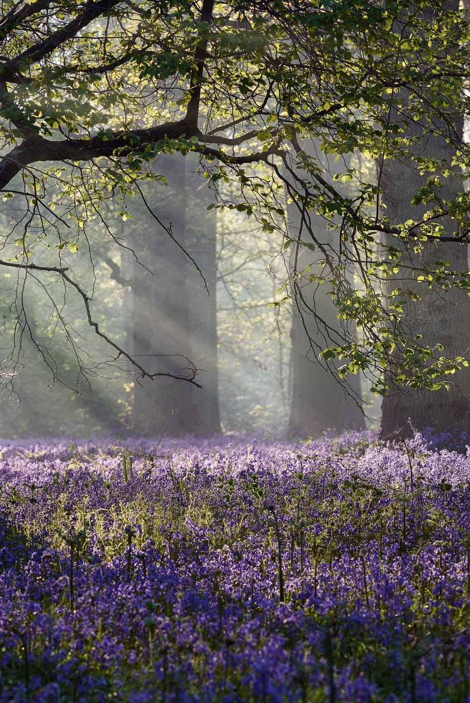 Spring Equinox: 17 Heartwarming Photos Of Spring In The UK Spring Equinox: 17 Heartwarming Photos Of Spring In The UK
