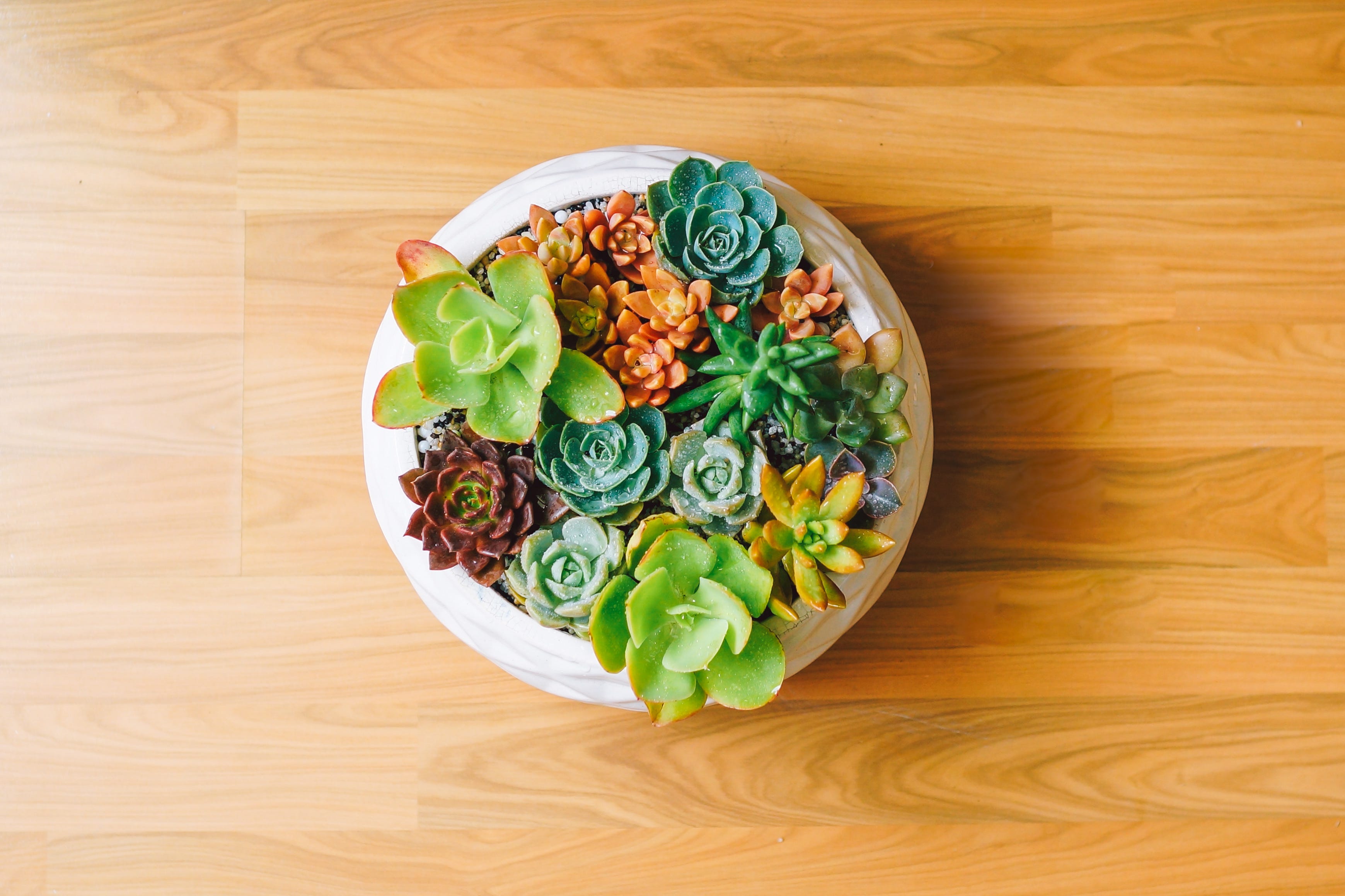 12 Best Indoor Plants For Health According To Experts