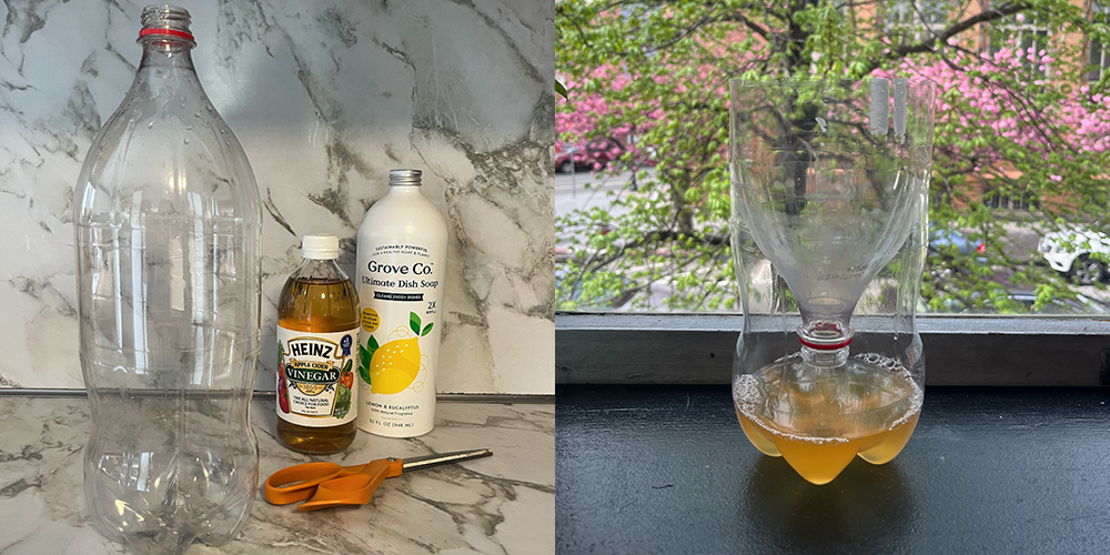 How to Make the Best Homemade Fly Trap