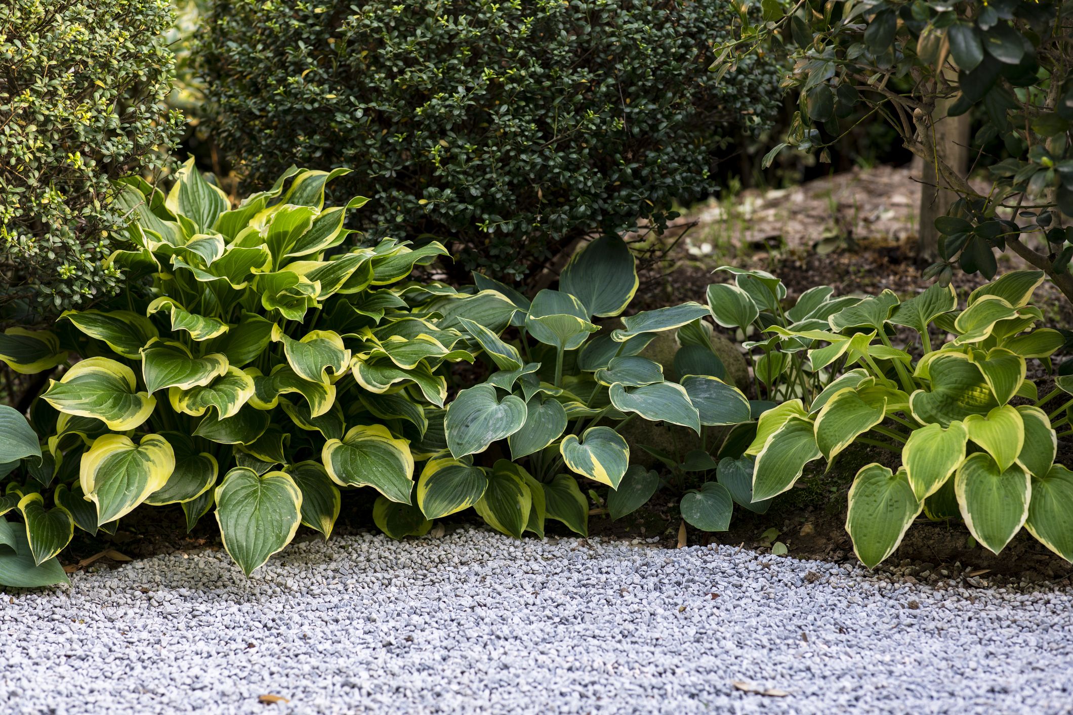30 Shade Loving Plants That ll Thrive in Your Garden
