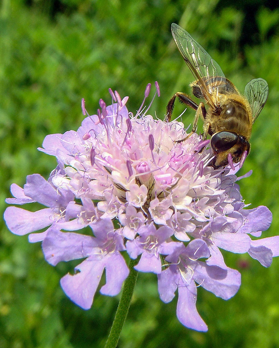30 Gorgeous Flowering Plants That Attract Bees