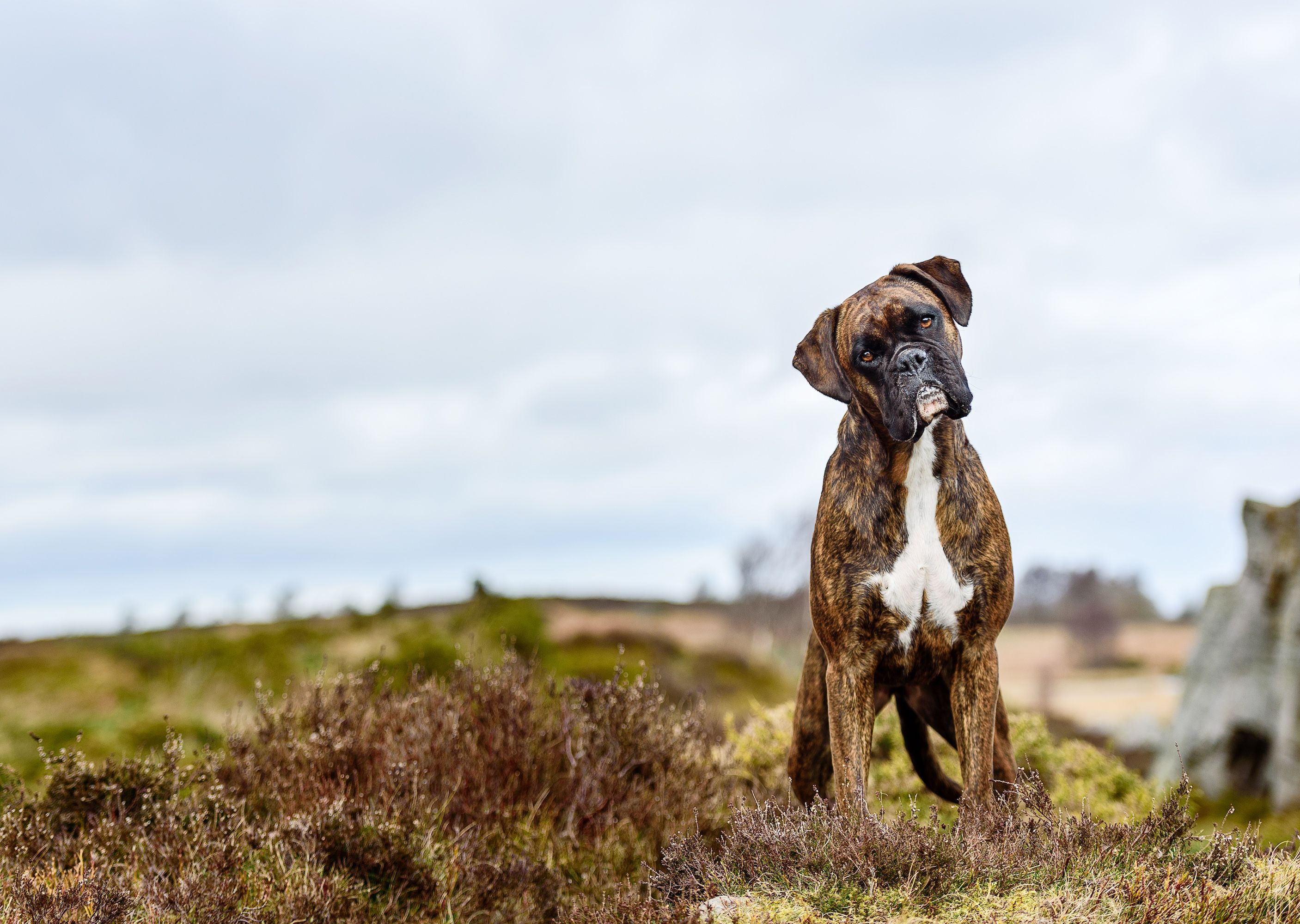 Boxer dog store