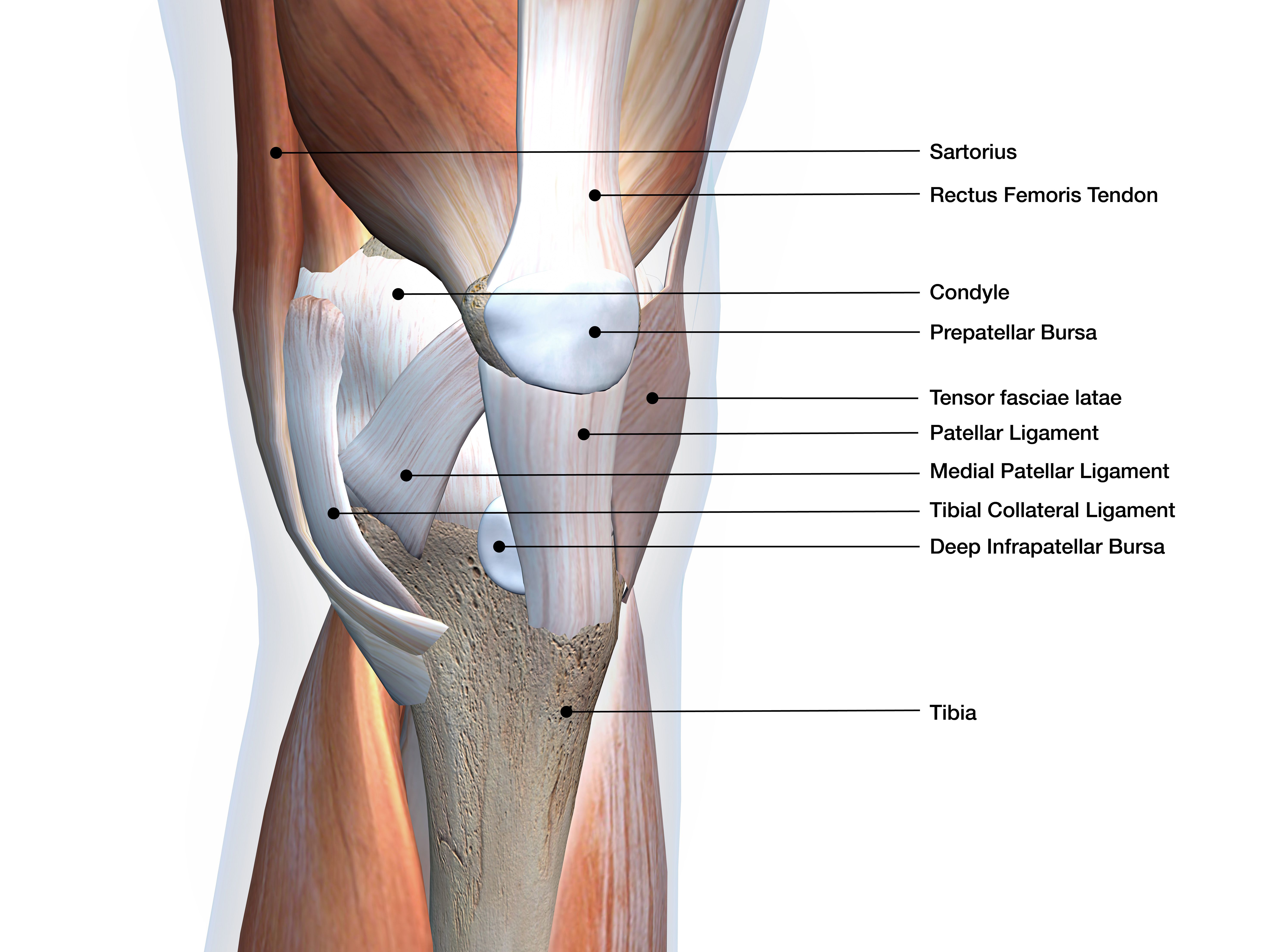 The Knee Strengthening Exercise Guide You Never Knew You Needed