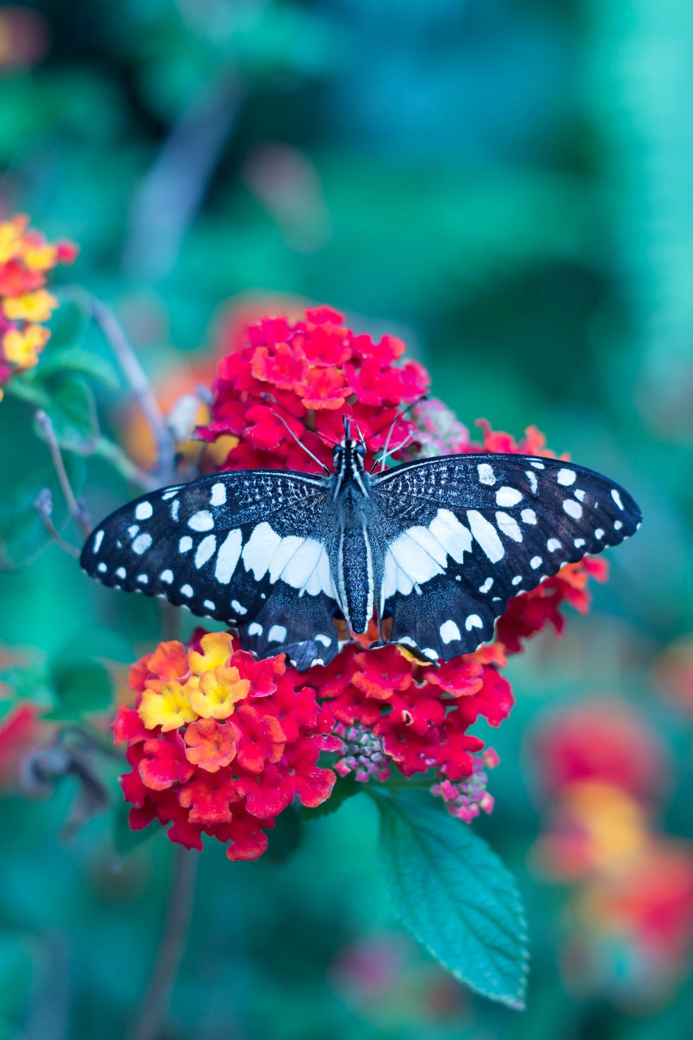 15 Best Plants That Attract Pollinators Best Flowers For Pollinators