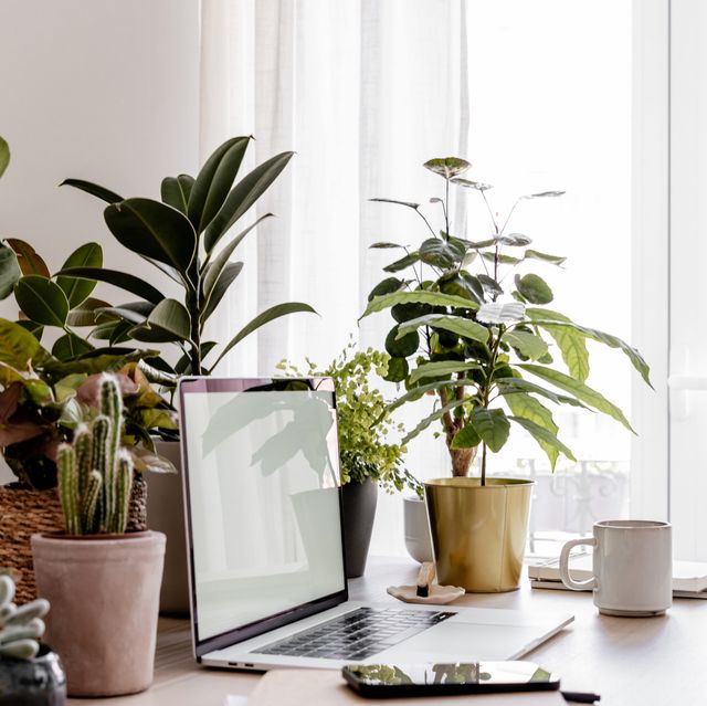 35 Best Office Plants That Will Perk Up Your Workspace in 2025