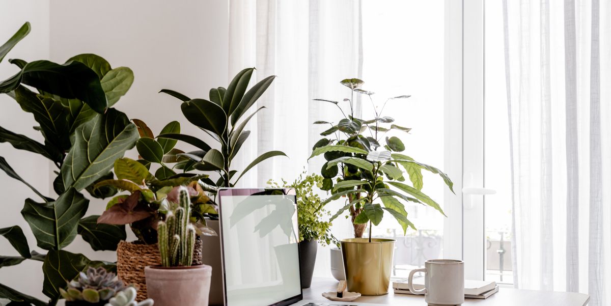 35 Best Office Plants That Will Perk Up Your Workspace in 2025