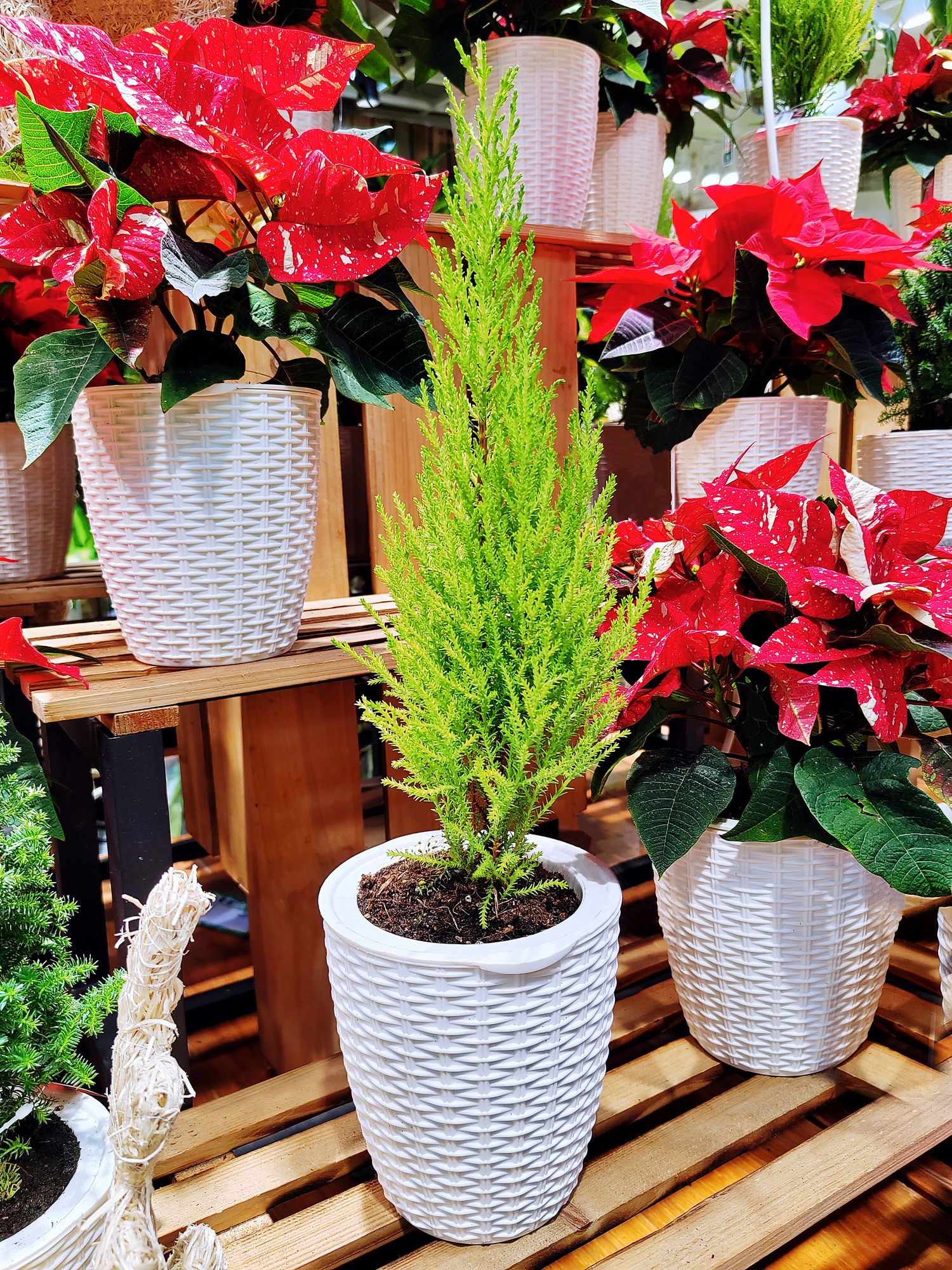 Christmas plants for outside store