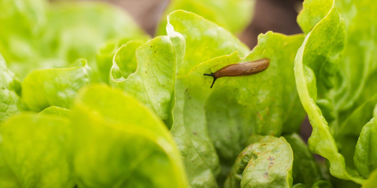 RHS Is Recruiting Slug Spotters To Monitor Garden Snail & Slugs RHS Is Recruiting Slug Spotters To Monitor Garden Snail & Slugs
