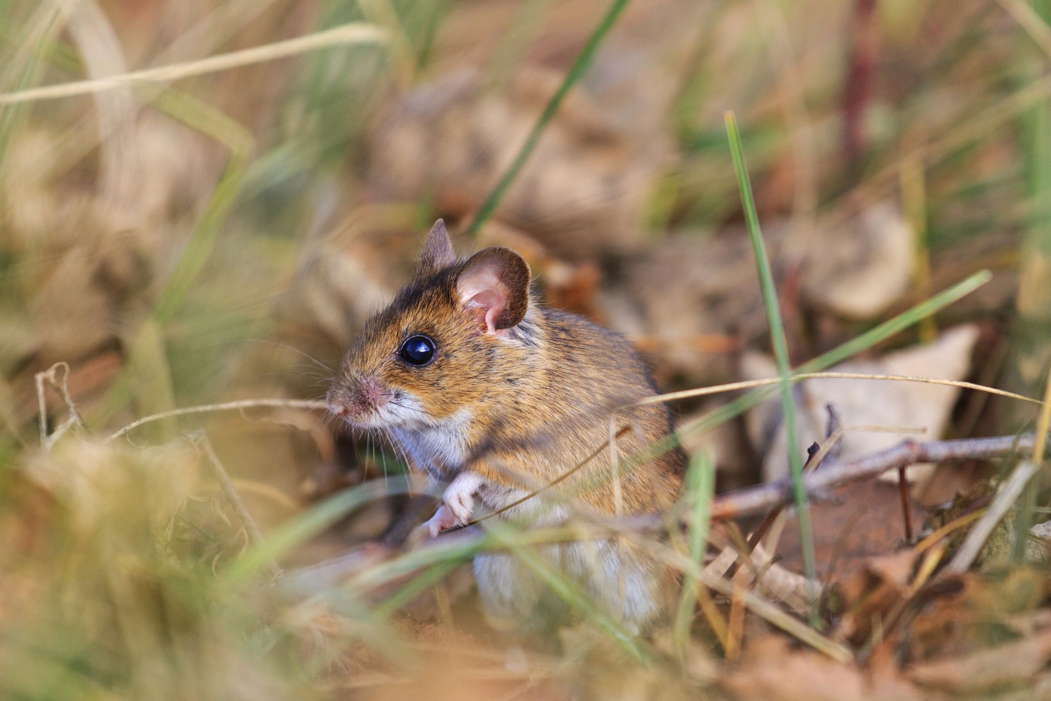 RHS Warning For Gardeners Using Mouse Traps Outdoors This Winter