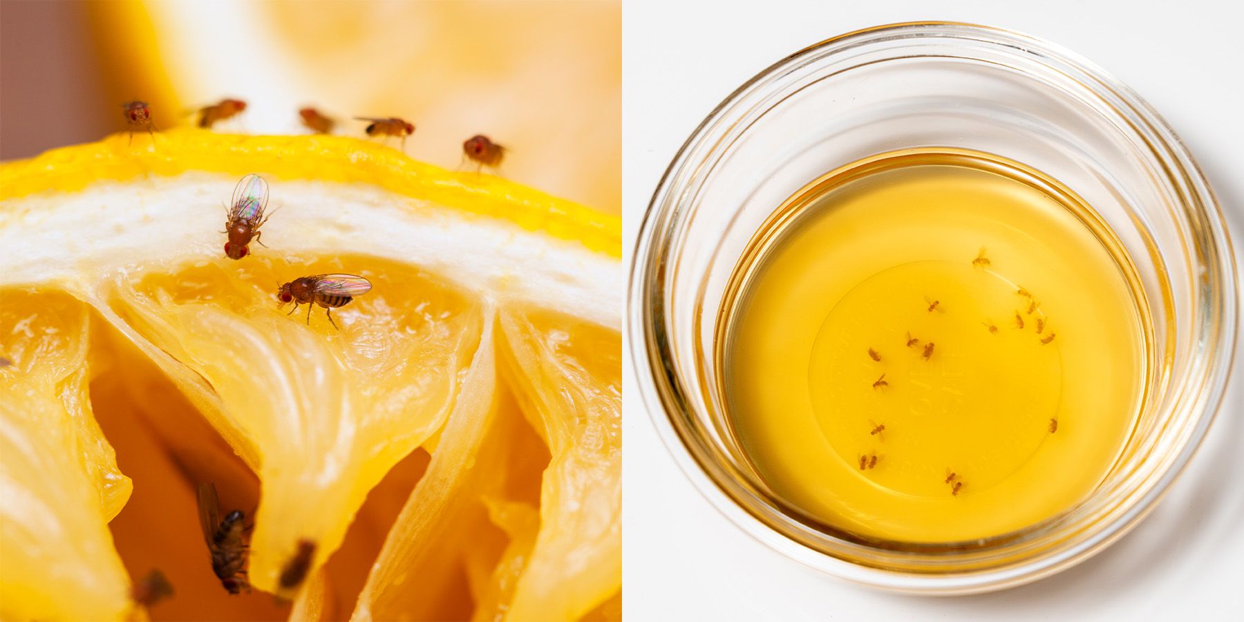 Fruit flies in house store
