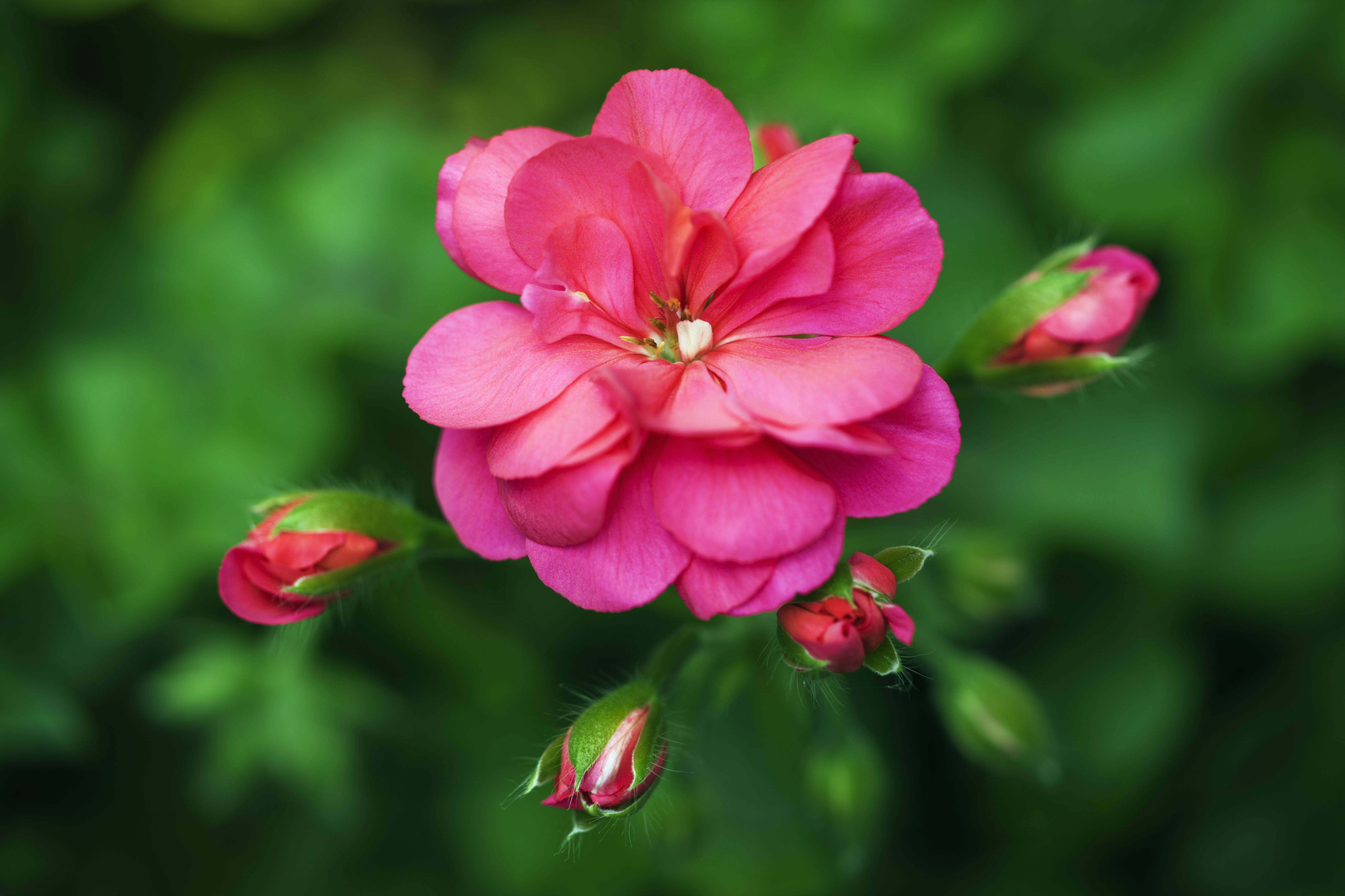 Pink spring flowers store