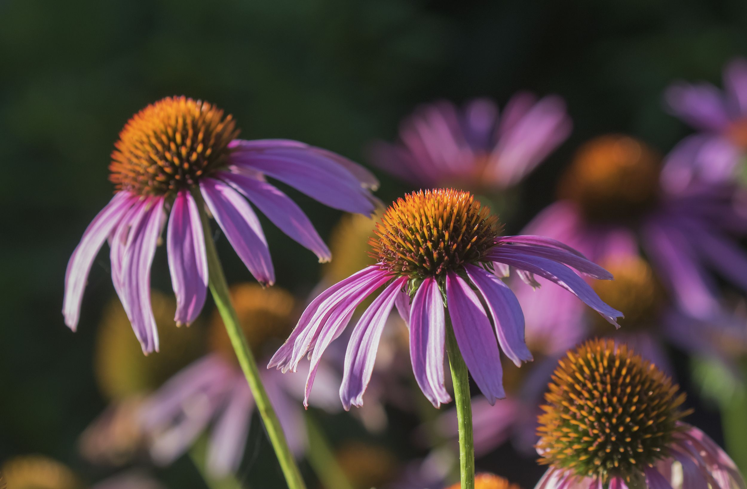 Pollinator plants store
