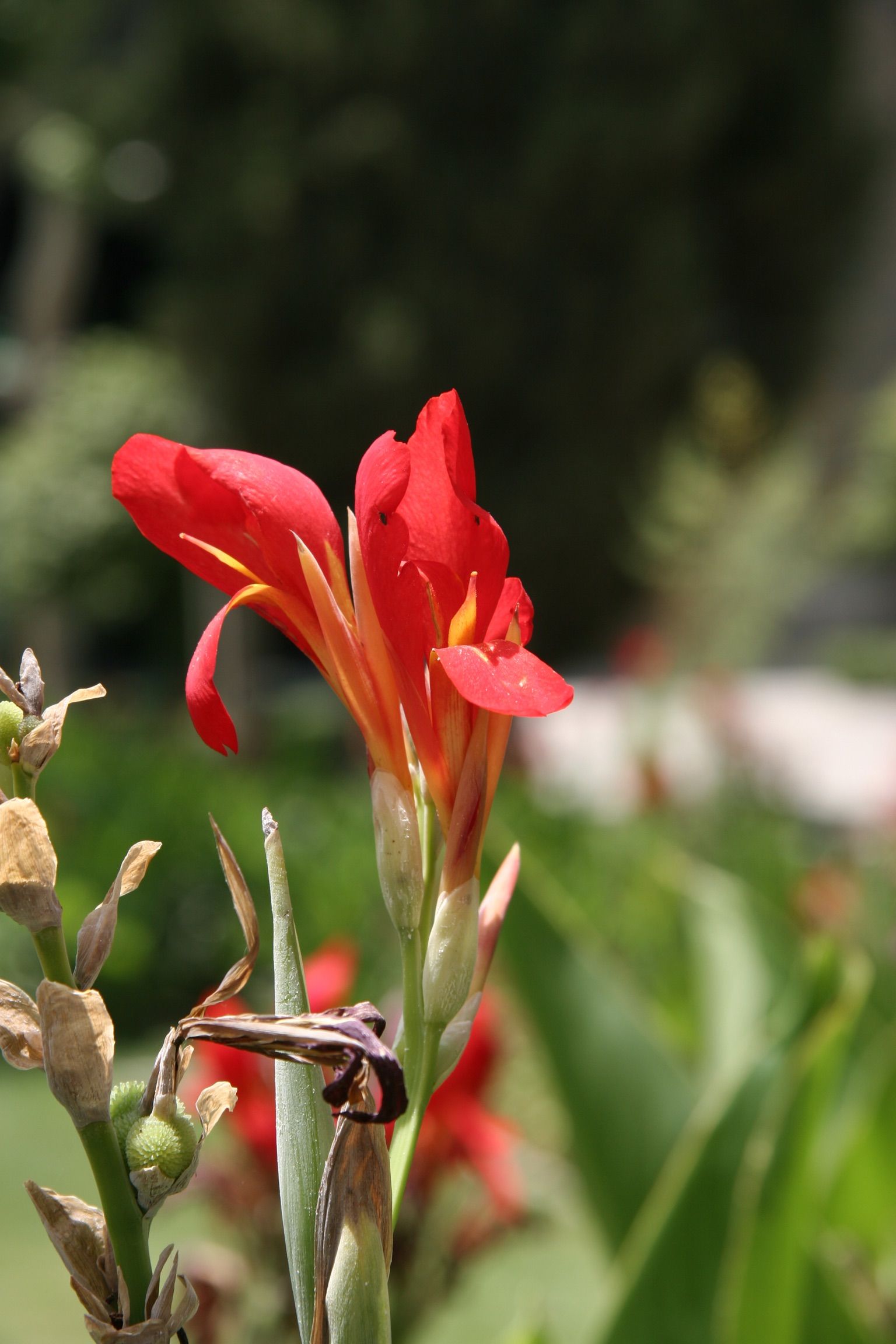 28 Best Red Flowers for Gardens Red Perennials and Annuals