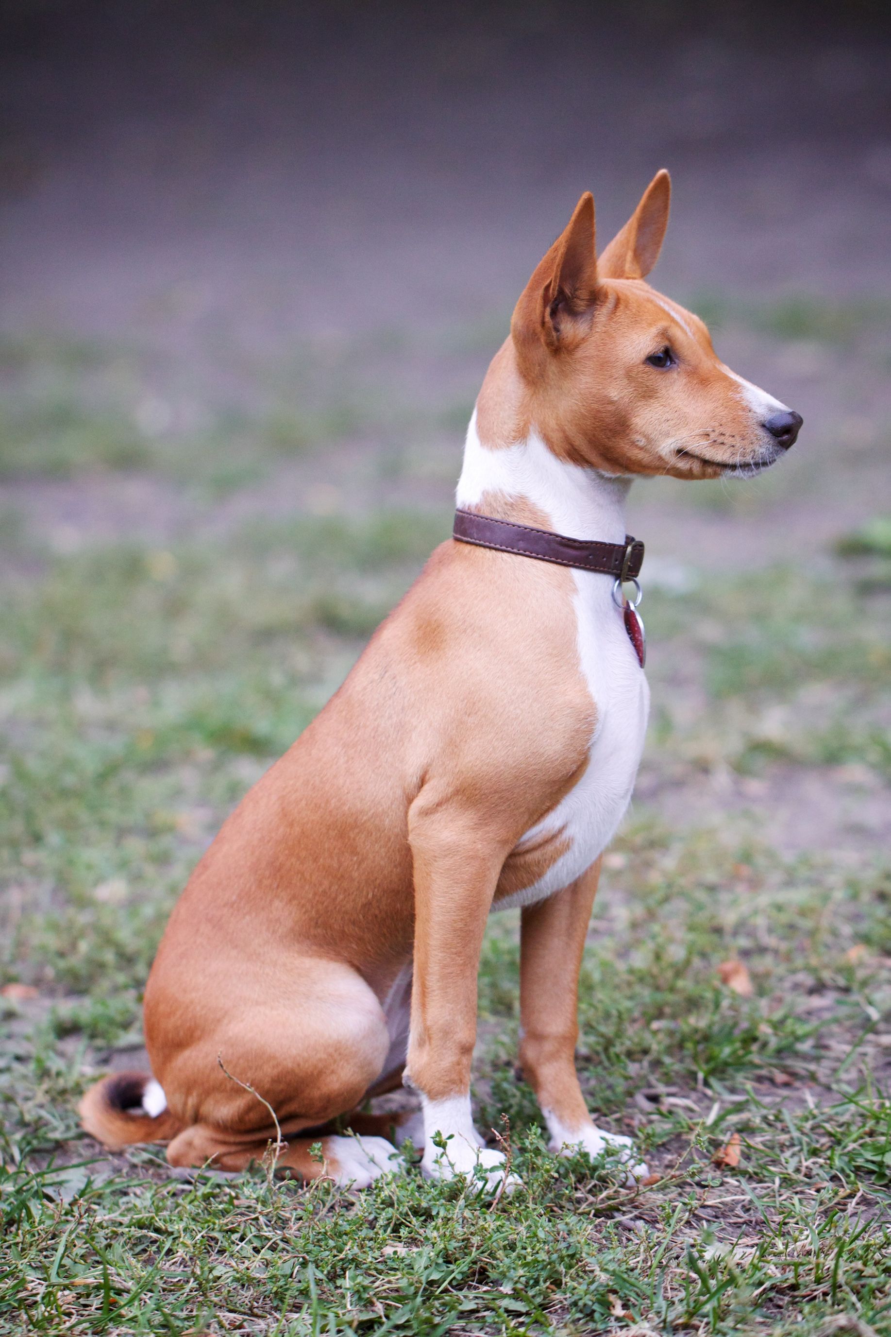 Short haired dogs store