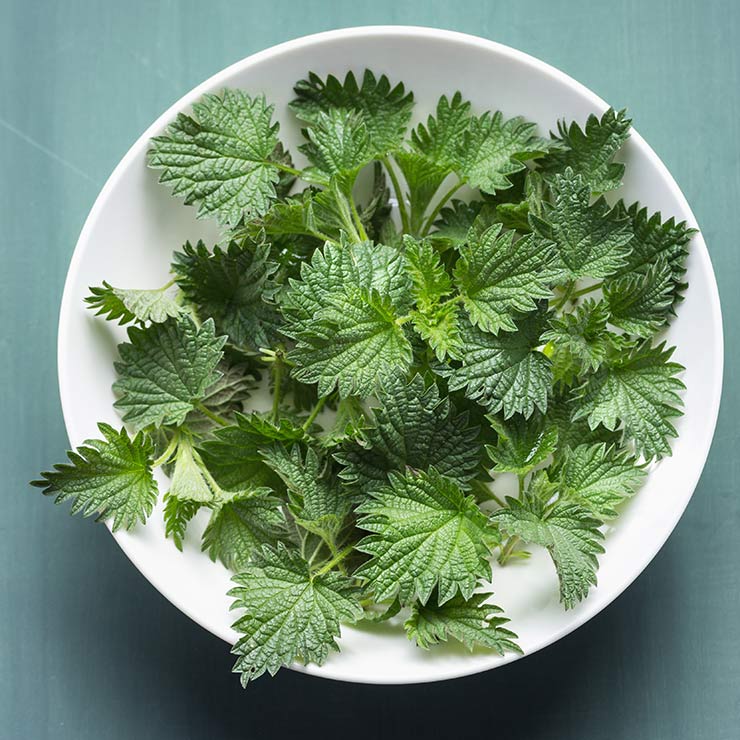 The 20 Highest Calcium Vegan Foods Prevention
