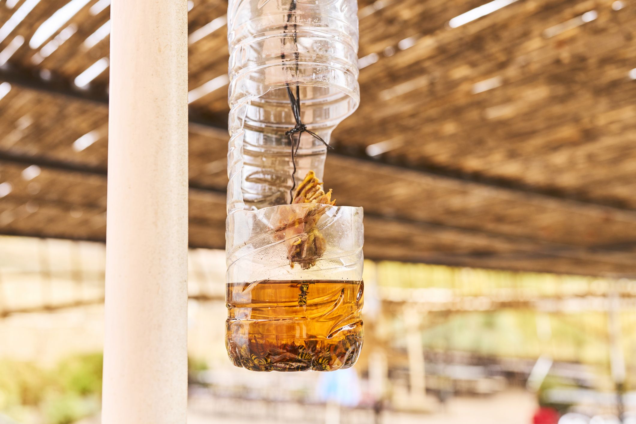 How to Get Rid of Wasps