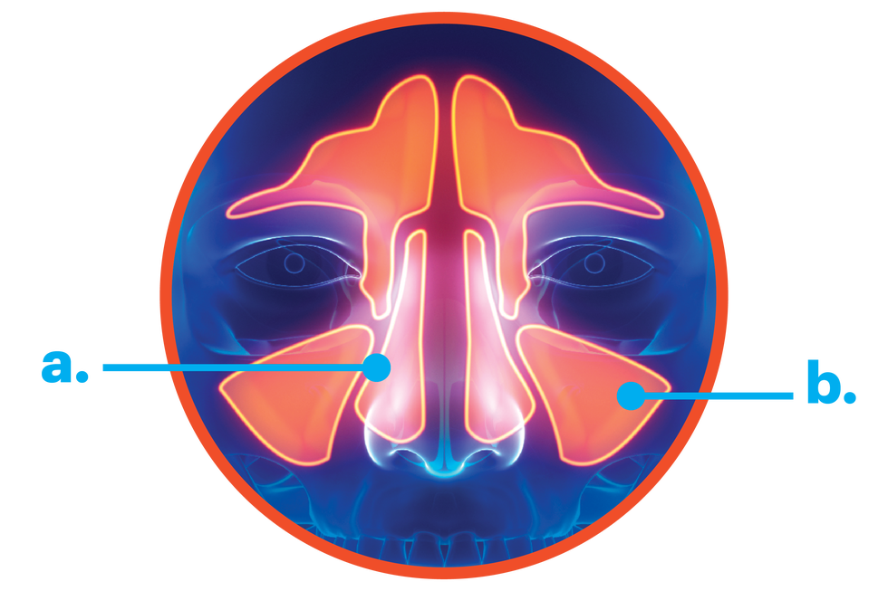 How To Clear Up Sinus Problems Treatments Strategies