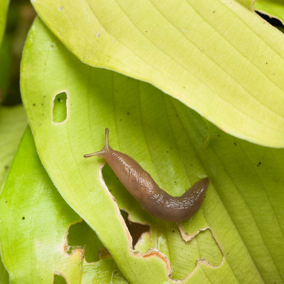 RHS Is Recruiting Slug Spotters To Monitor Garden Snail & Slugs RHS Is Recruiting Slug Spotters To Monitor Garden Snail & Slugs