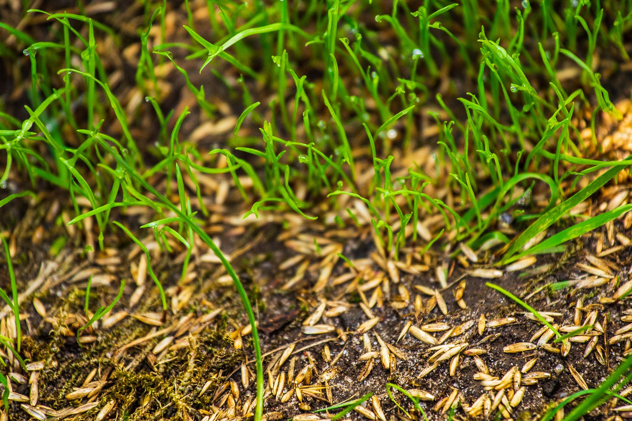 Sowing grass seed store