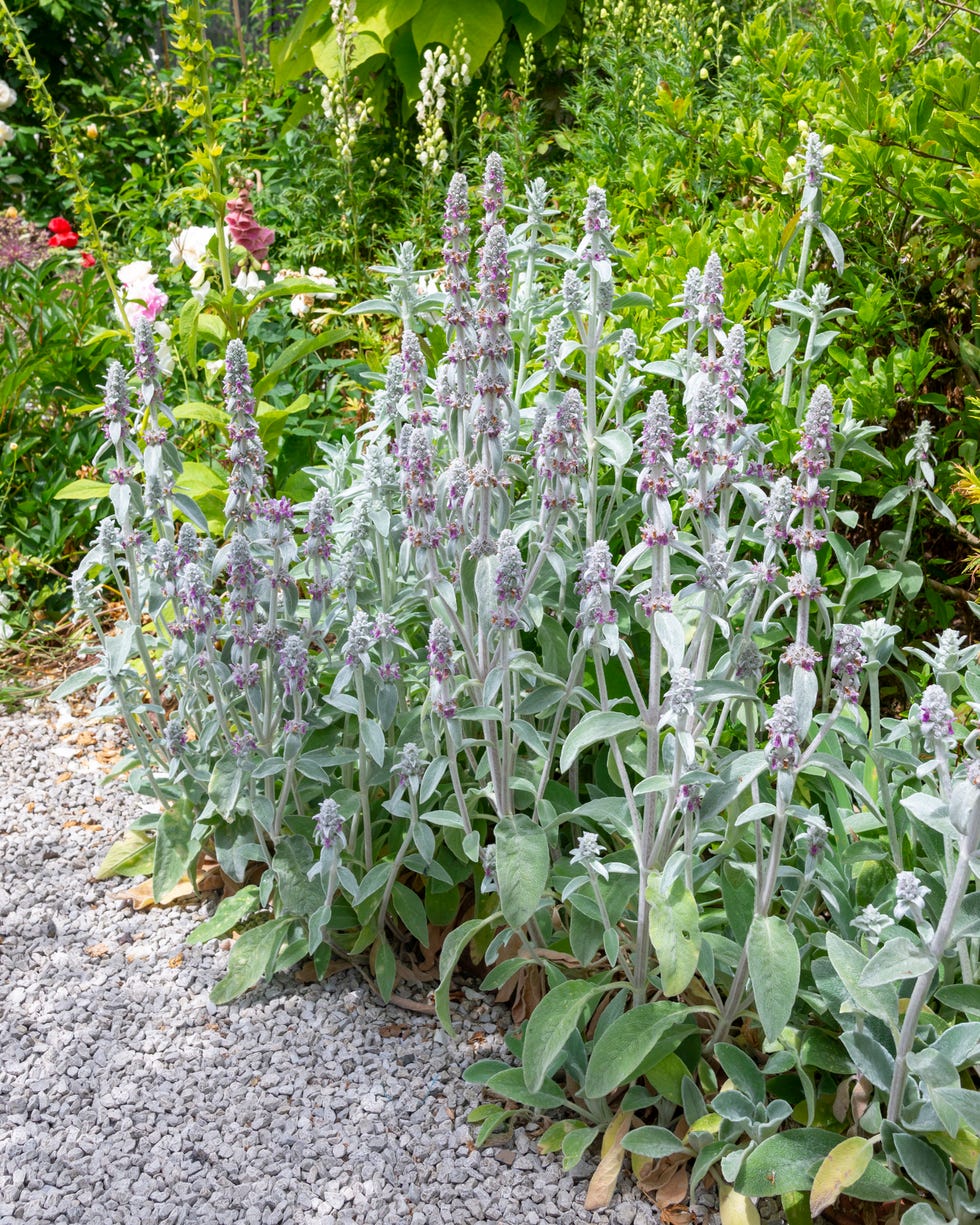 Deer Resistant Plants — How To Keep Deer Out Of Your Garden