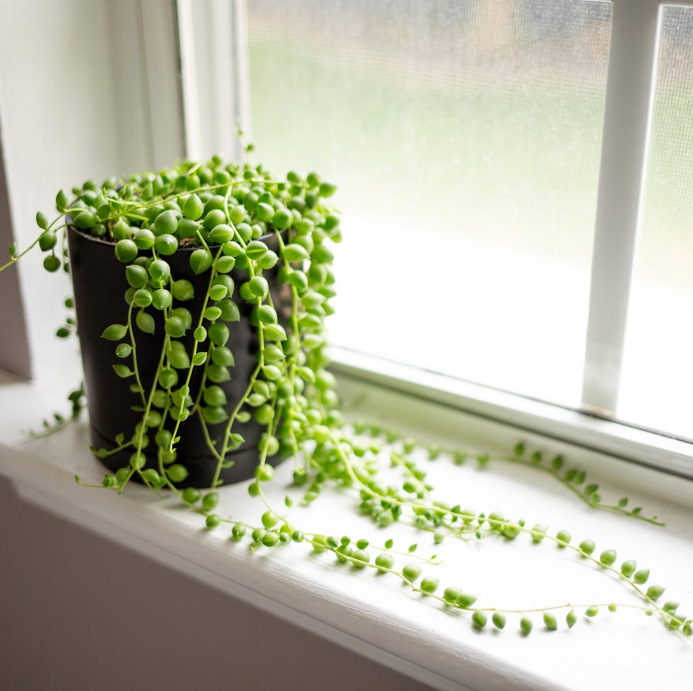 The 14 Best Mood Boosting Plants For Any Room