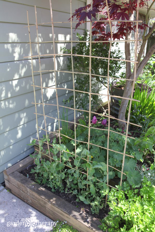 15 Best Trellis Ideas For A Climbing Garden