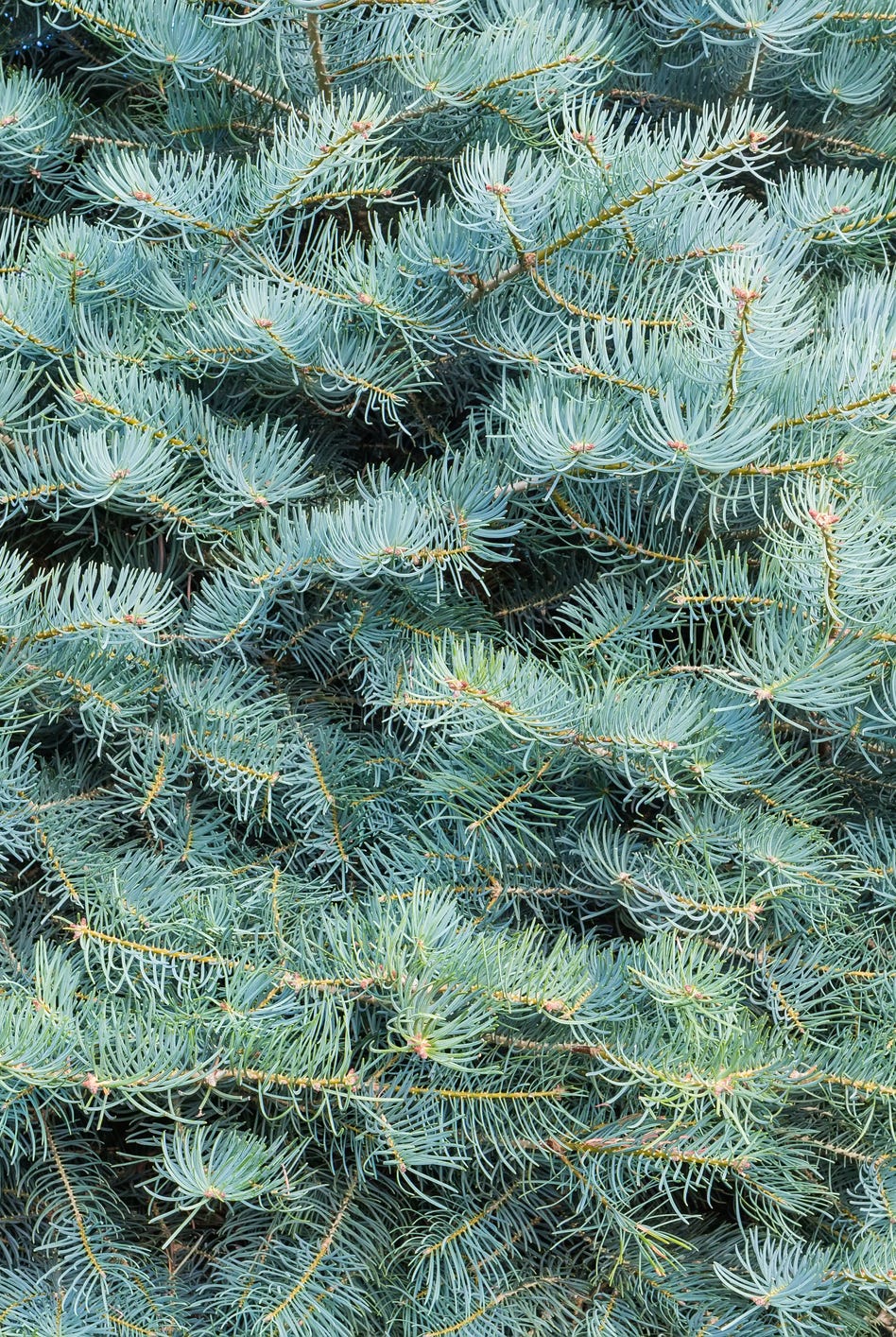 20 Best Types Of Christmas Trees And Tree Varieties