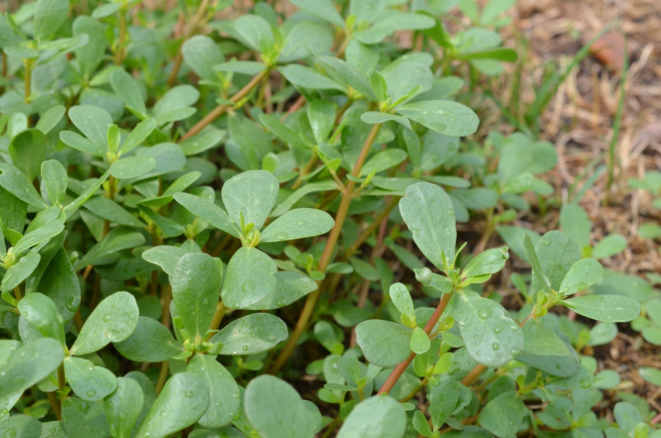 20 Types of Weeds and How to Control Them Common Weeds in Lawns and Gardens