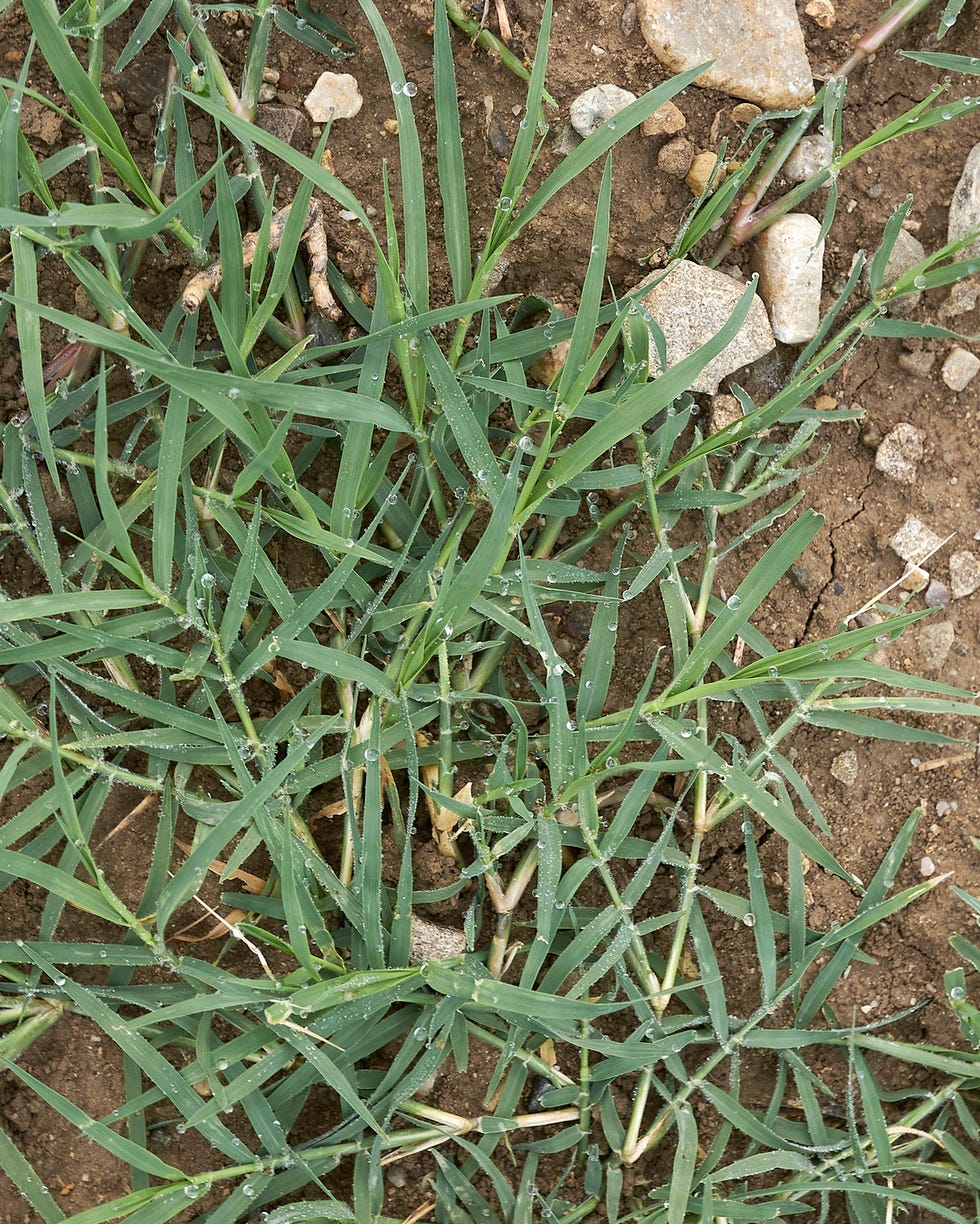 20 Types Of Weeds And How To Control Them Common Weeds In Lawns And Gardens