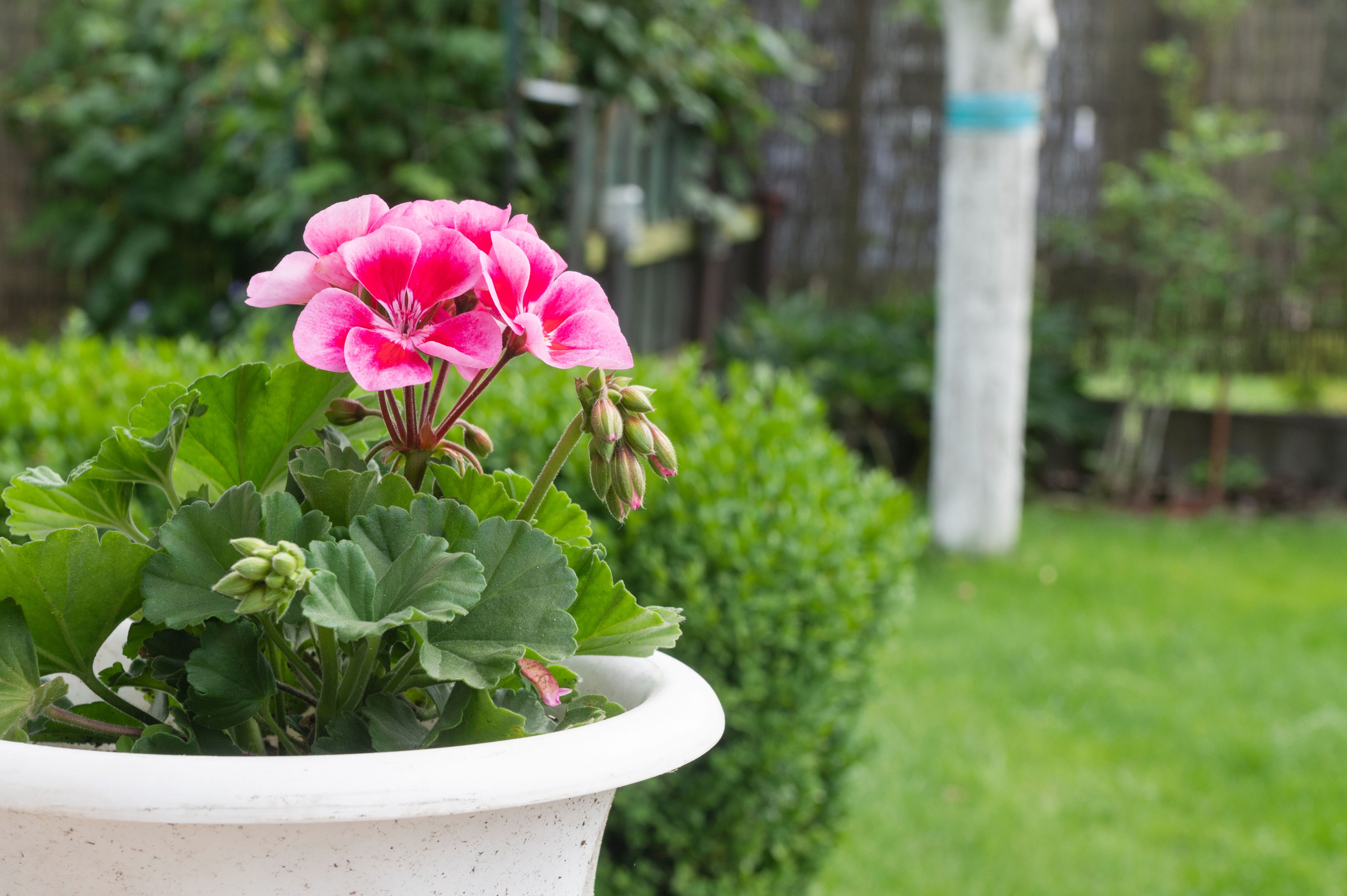 Geranium flower store