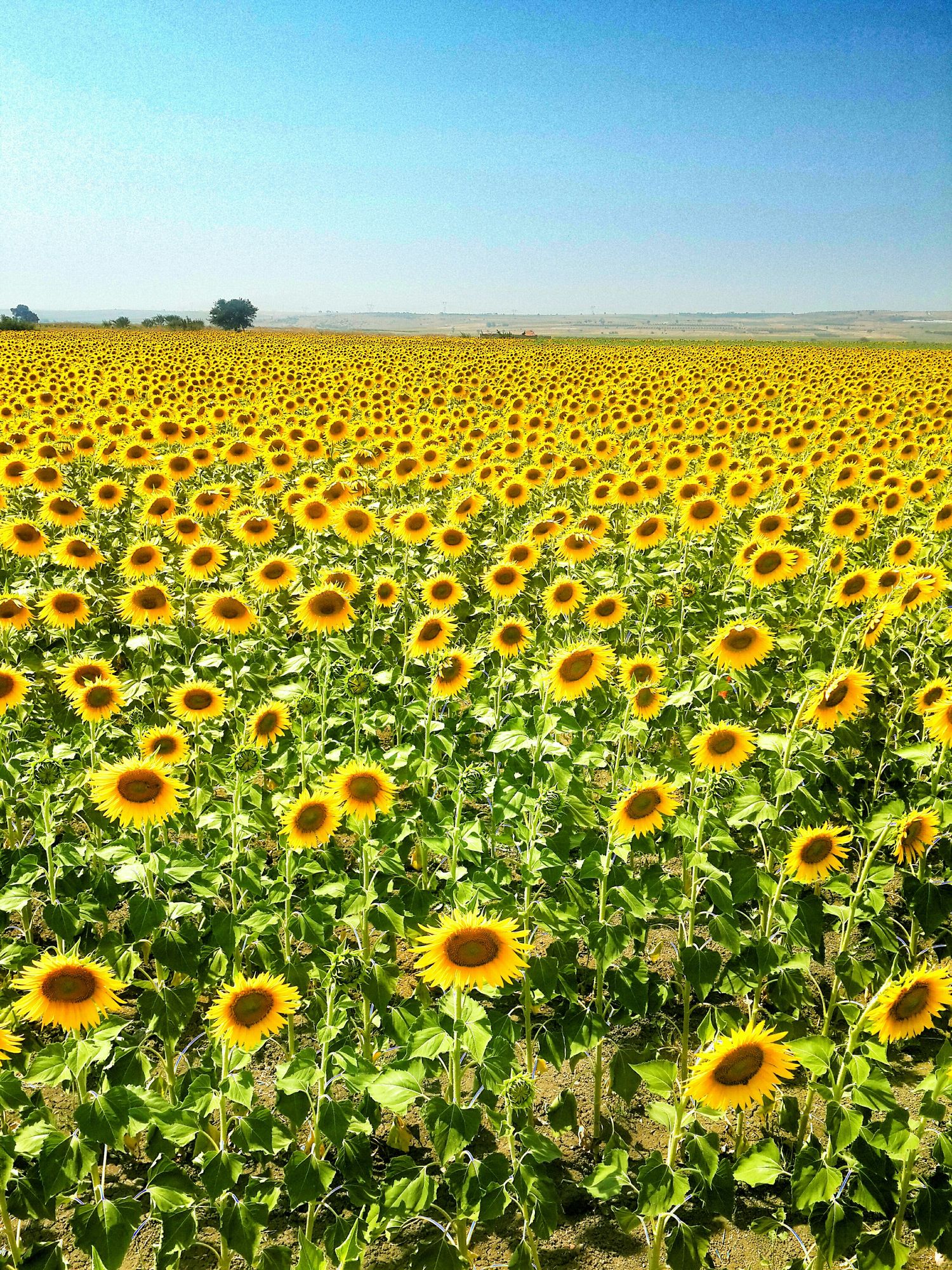 Country Summertime