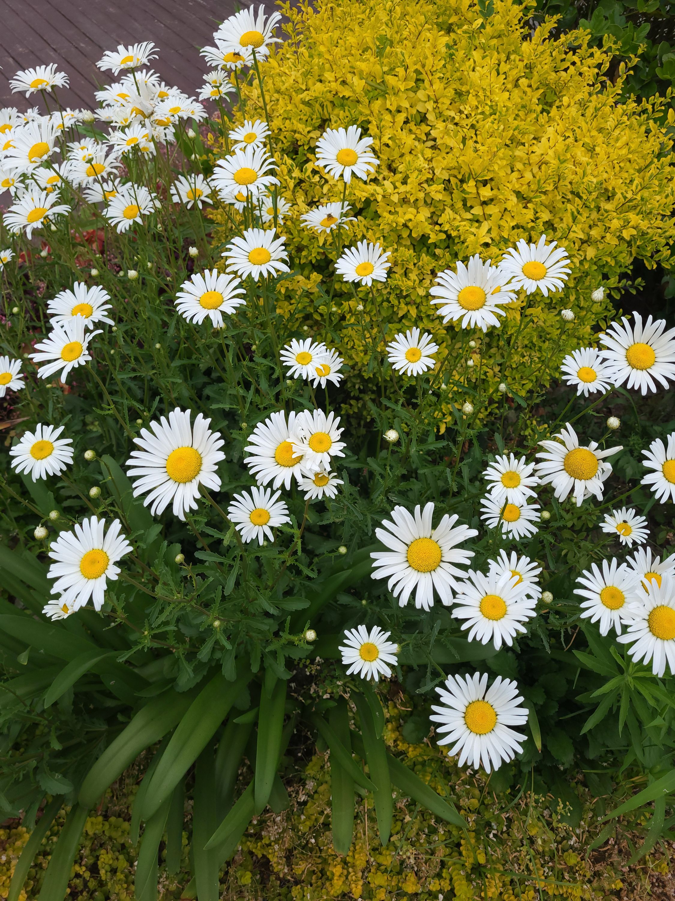 23 Types Of Daisies from Wildflower to Wild