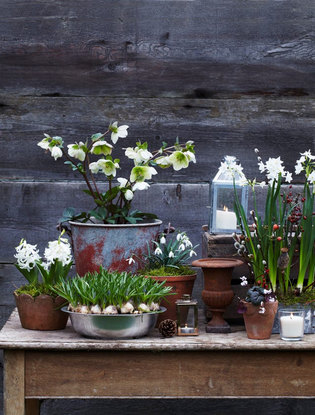 6 Plants For A Vibrant Winter Garden