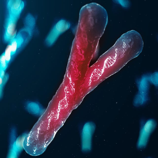 Y Chromosome Fully Sequenced For The First Time