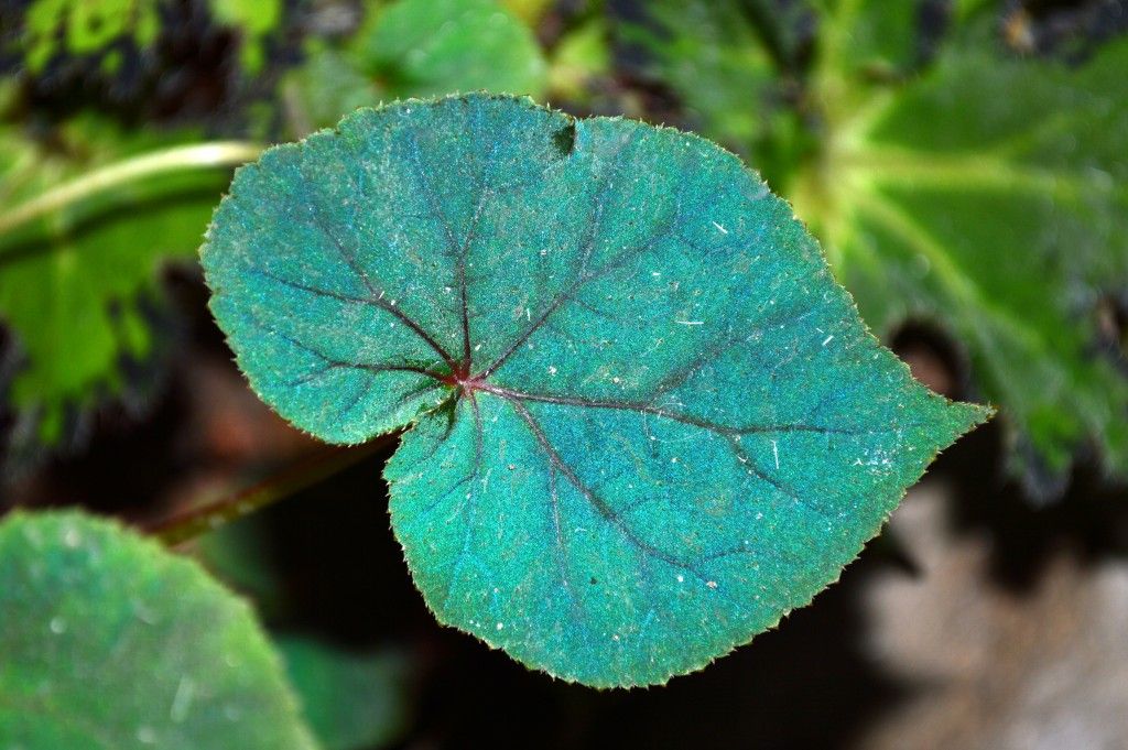 Blue leaves plant store