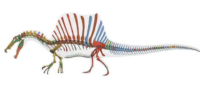 Spinosaurus, the Biggest Meat-Eating Dino Ever Discovered, Ate Entire ... Spinosaurus, the Biggest Meat-Eating Dino Ever Discovered, Ate Entire ...