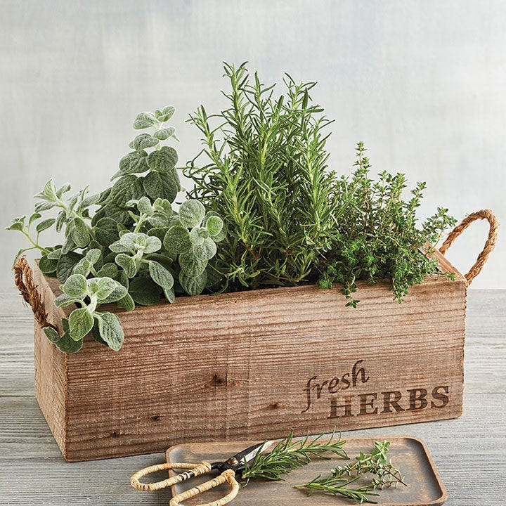 10 Best Indoor Herb Gardens Indoor Herb Growing Kits