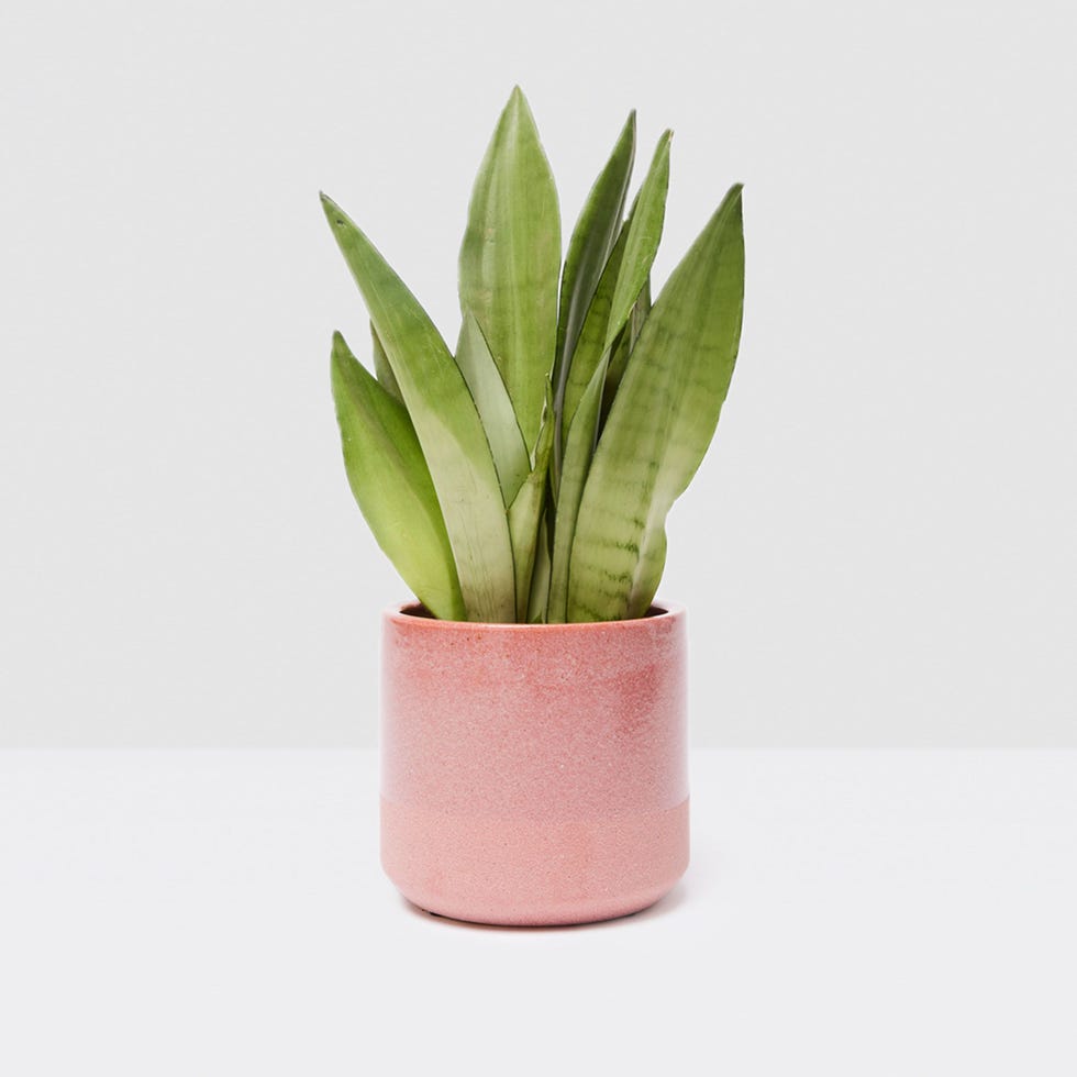 5 approachable ways to add more colour to your space