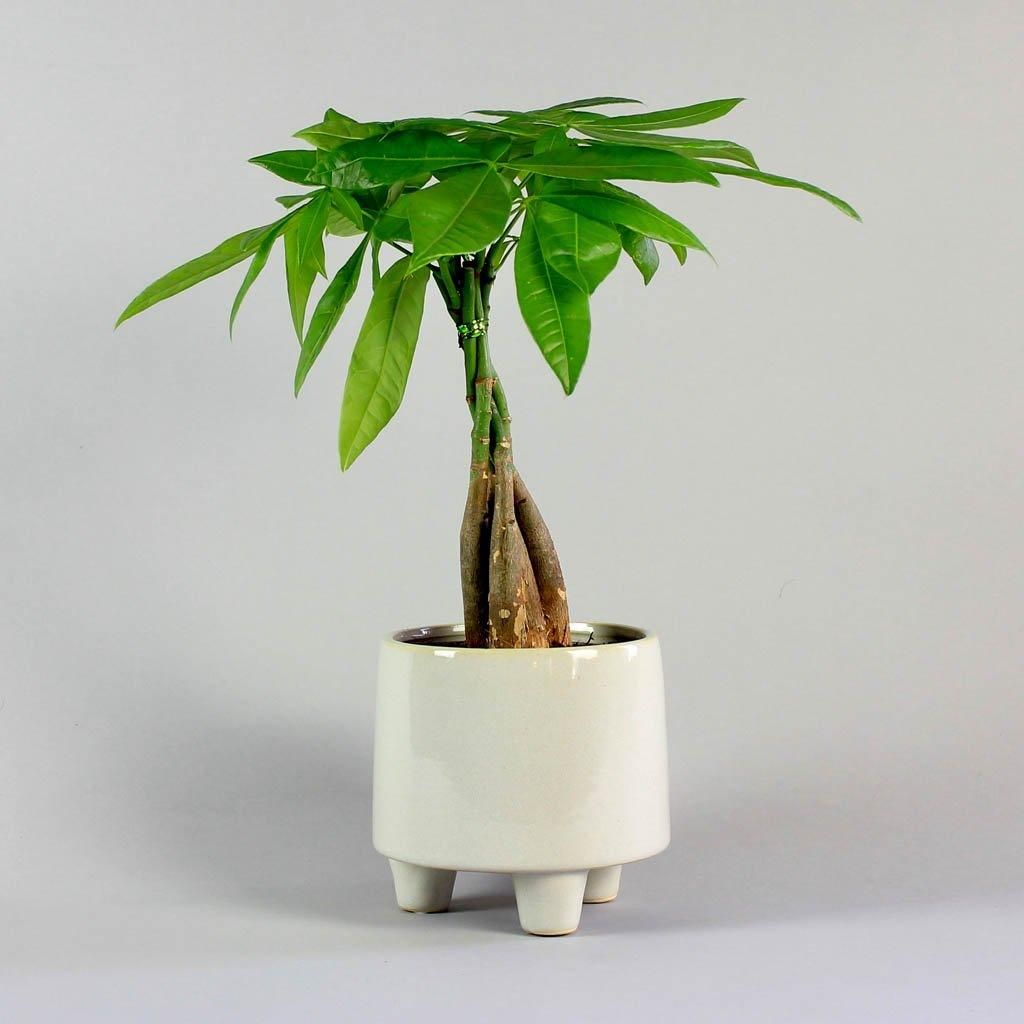 The money tree store