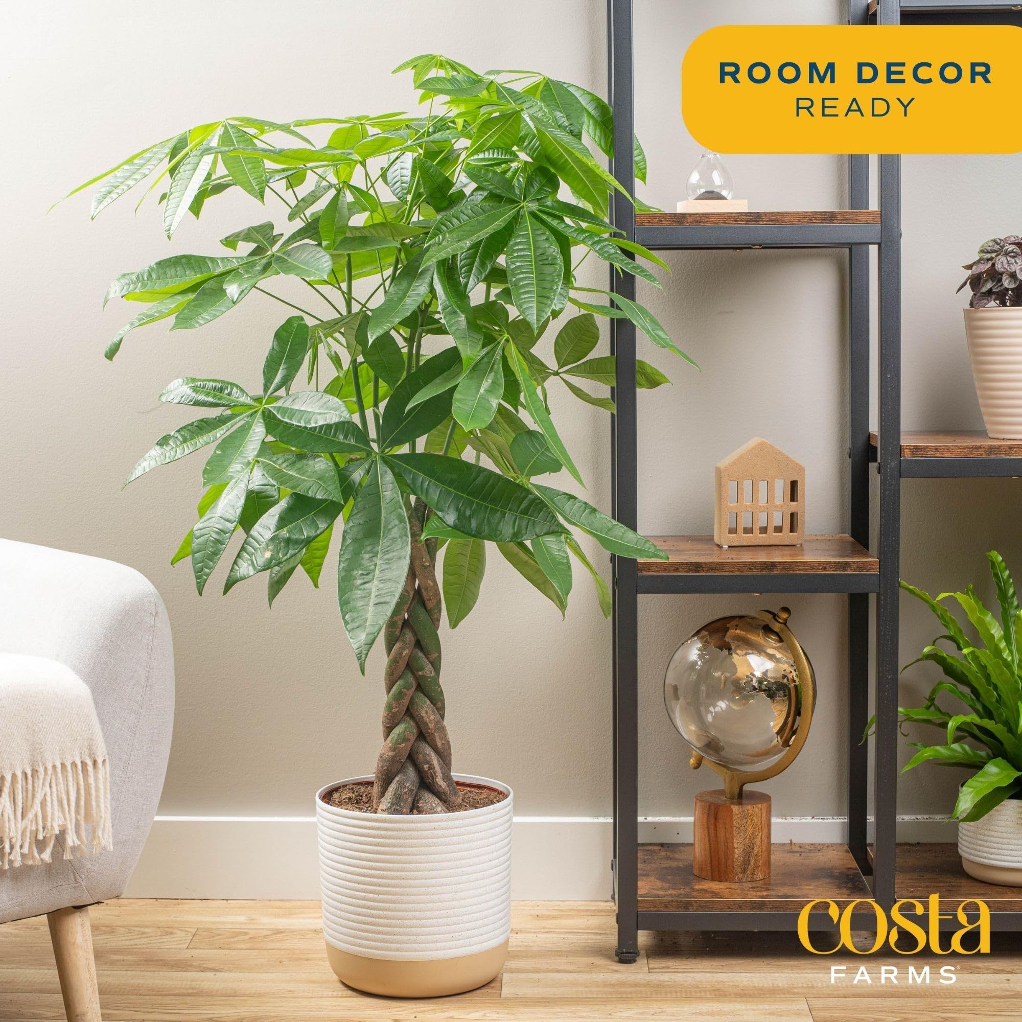 26 Best Tall Indoor Plants That Are Easy to Keep Alive